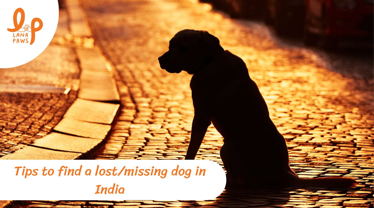 How to find a lost/missing dog in India l Lana Paws Blog