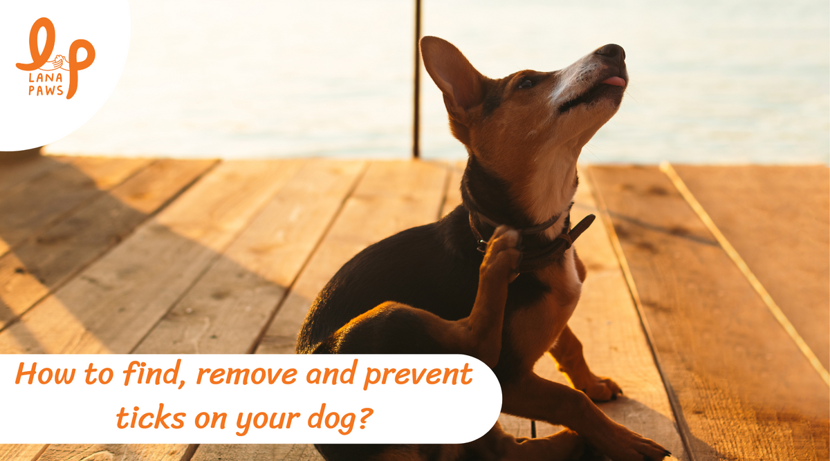How to find, remove and prevent ticks on your dog? l Lana Paws Blog