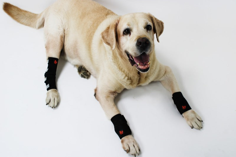Dog Walking Support Leg Braces, Full body harness for dogs l Lana Paws